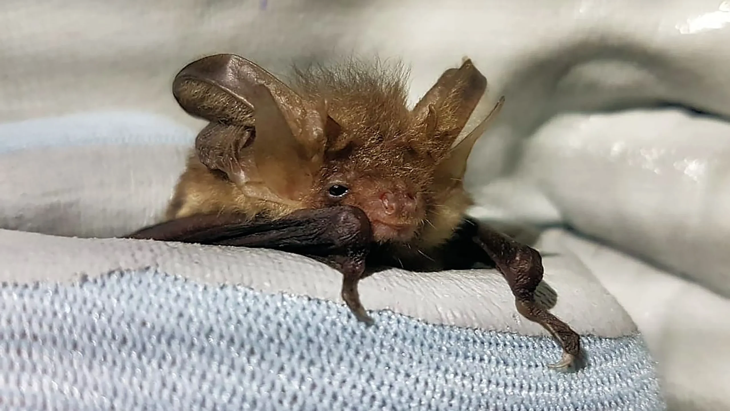 What is a Bat Survey Anyway? - EP Ecology