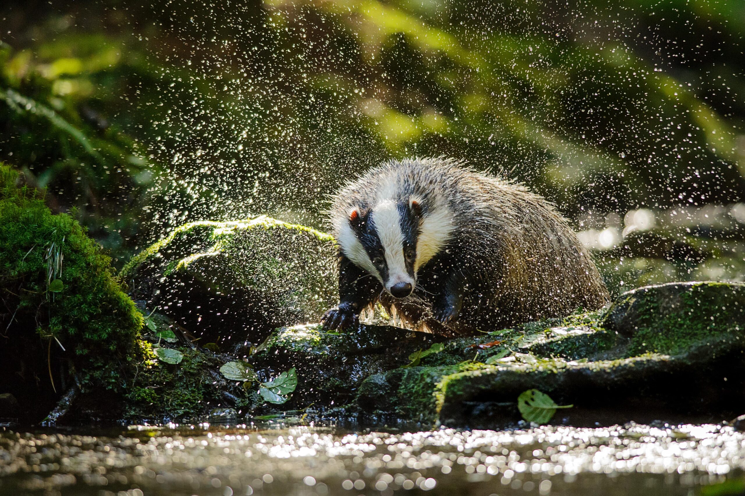 Species Profile: Badgers | Badger Surveys Scotland | EP Ecology